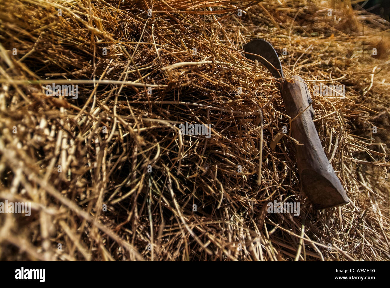 Dried snake hi-res stock photography and images - Alamy