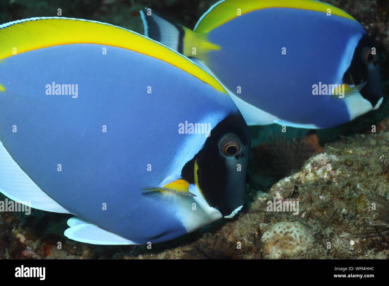 Powder blue hi-res stock photography and images - Alamy