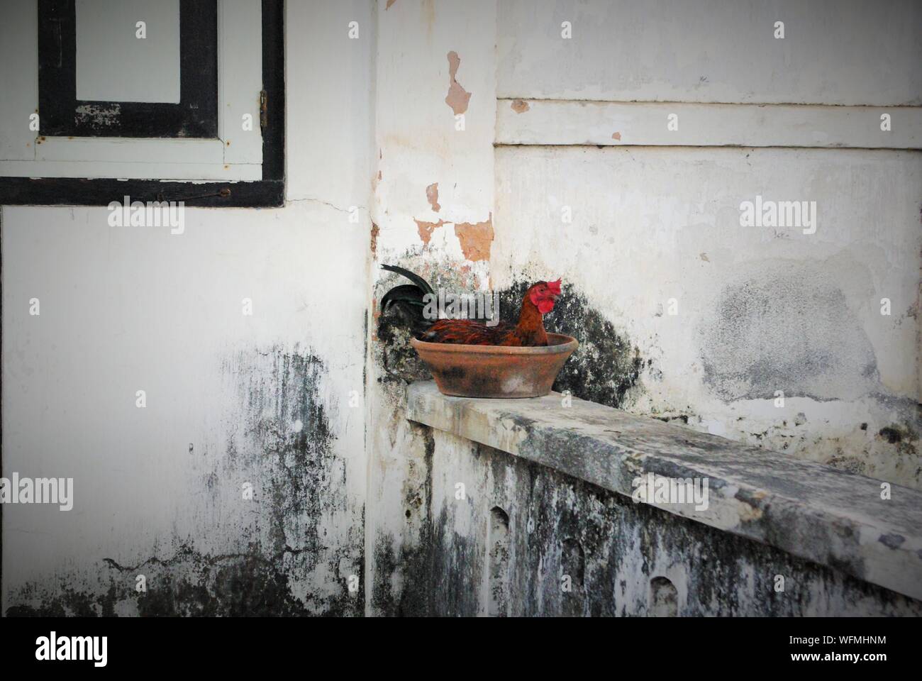 Retaining livestock hi-res stock photography and images - Alamy