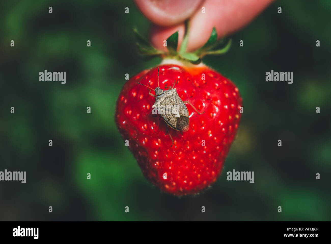 Human eating insect hi-res stock photography and images - Alamy
