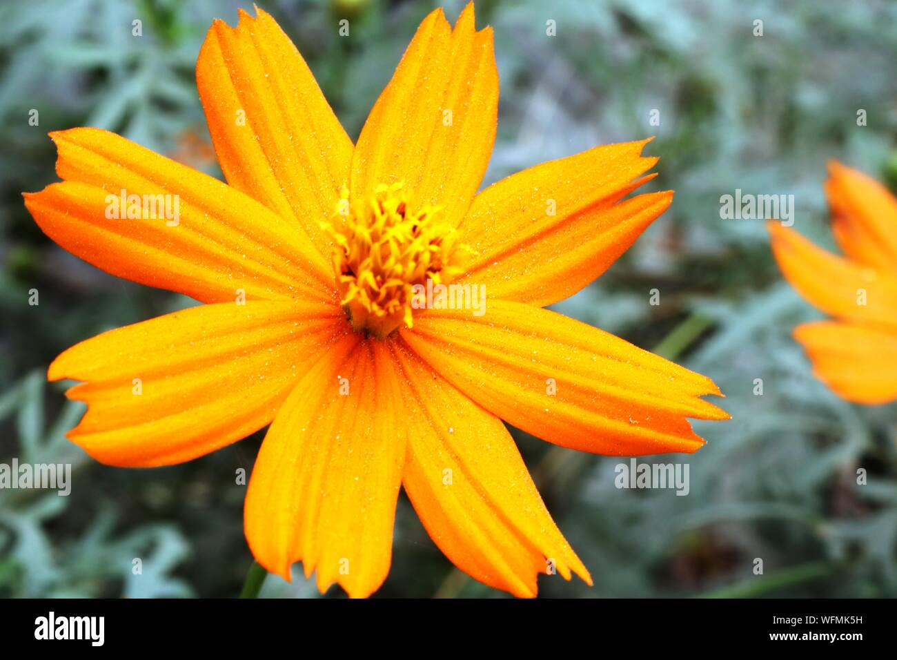 Beautiful Yellow Flower Close Shot Stock Photo - Alamy