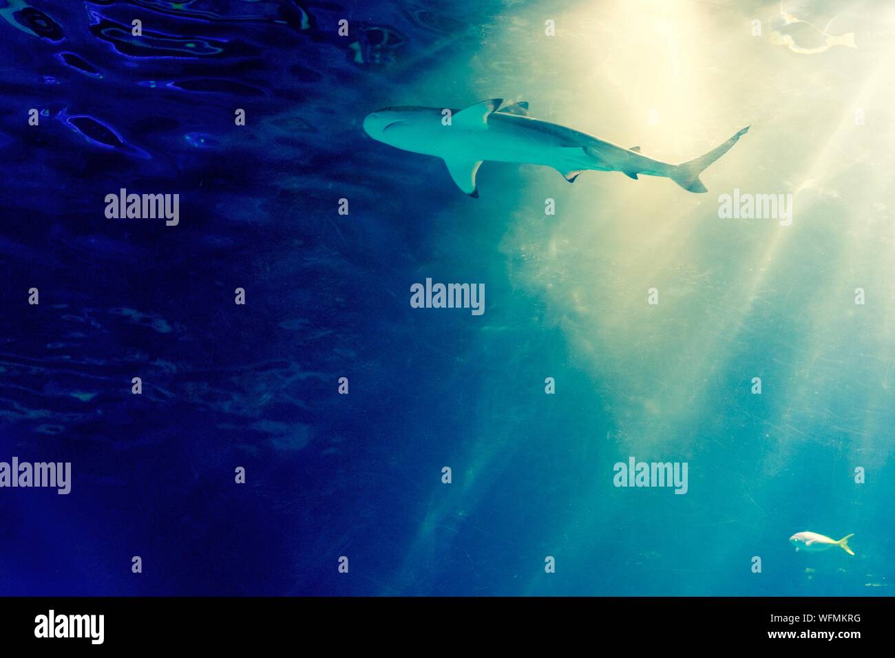 Shark in the blue hi-res stock photography and images - Alamy