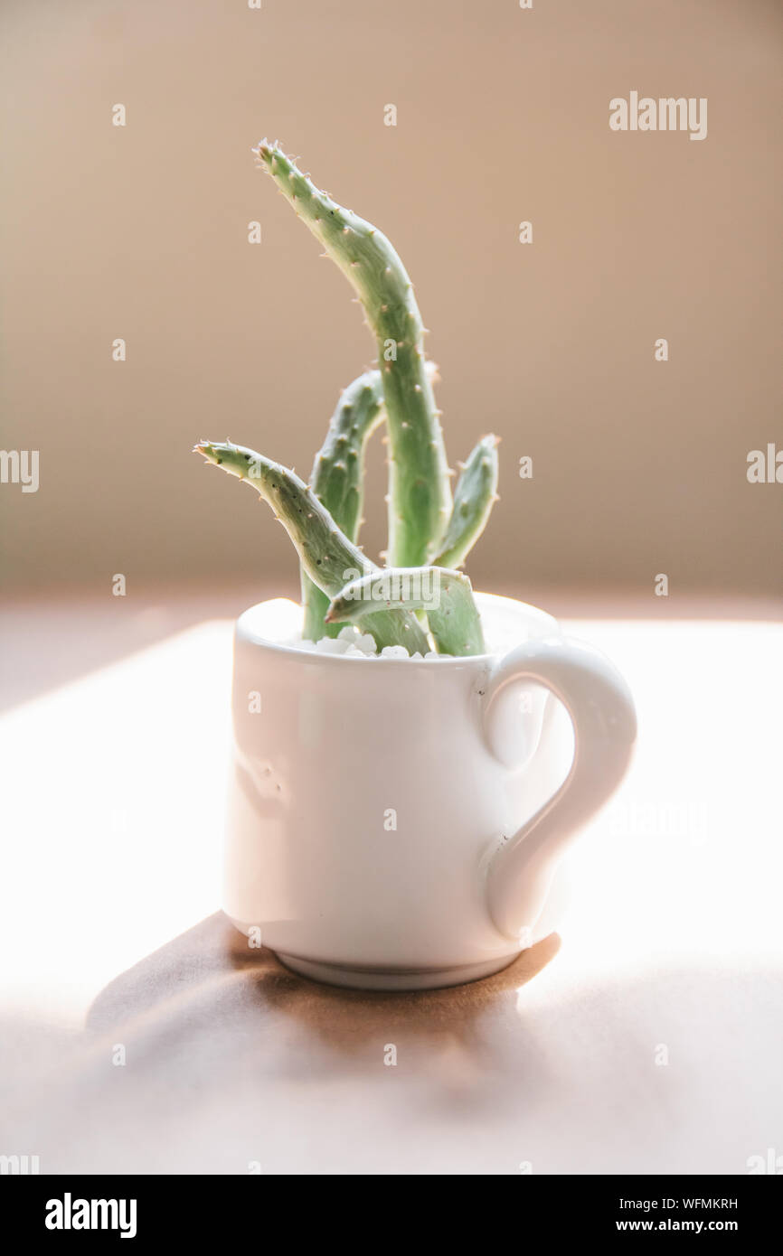 Cactus cup hi-res stock photography and images - Alamy