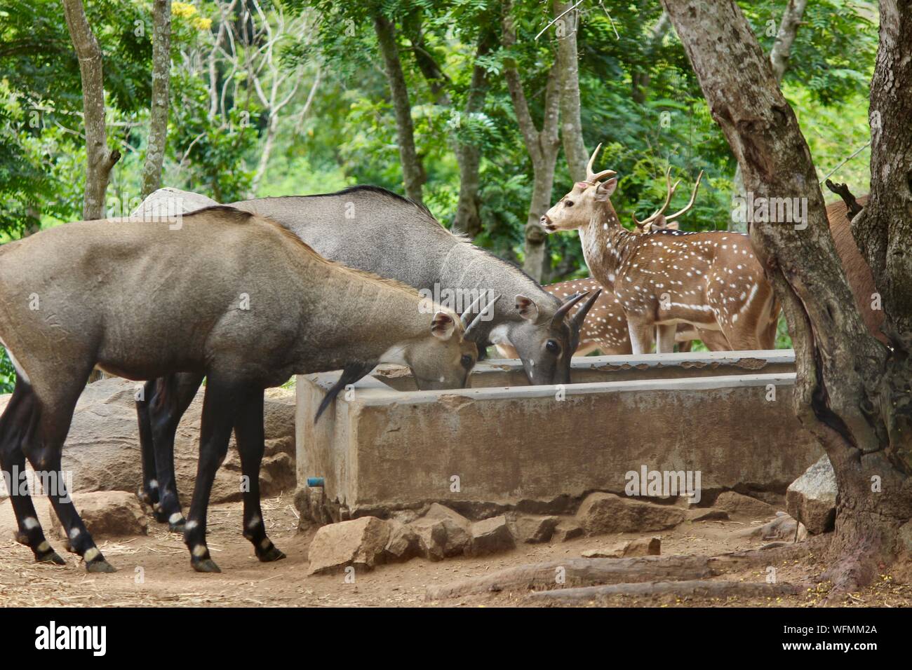 Animals drinking water hi-res stock photography and images - Alamy