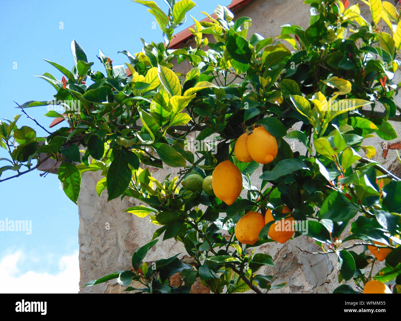 Lemon Tree High Resolution Stock Photography and Images - Alamy