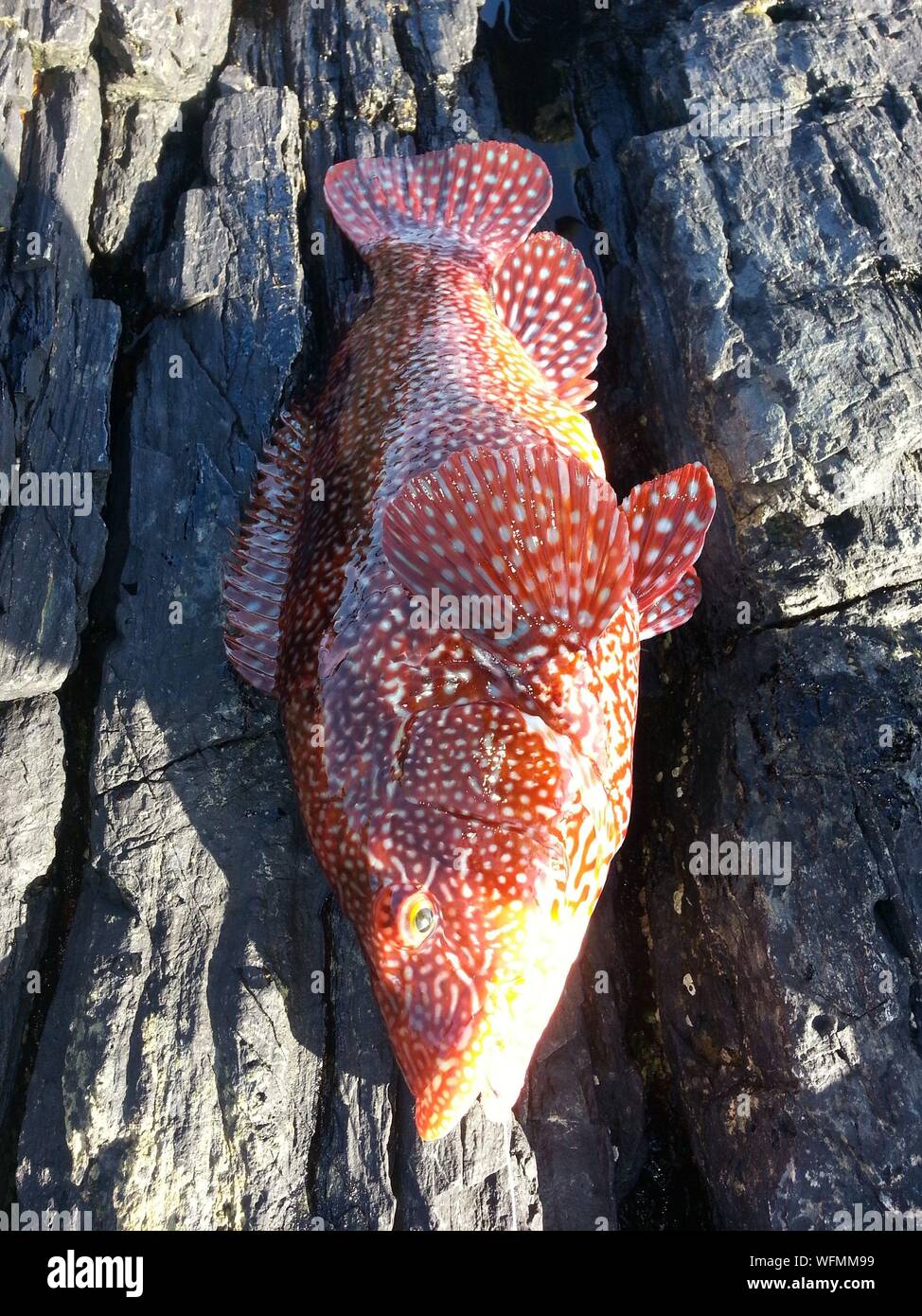 Dead Fish On Rock High Resolution Stock Photography and Images - Alamy