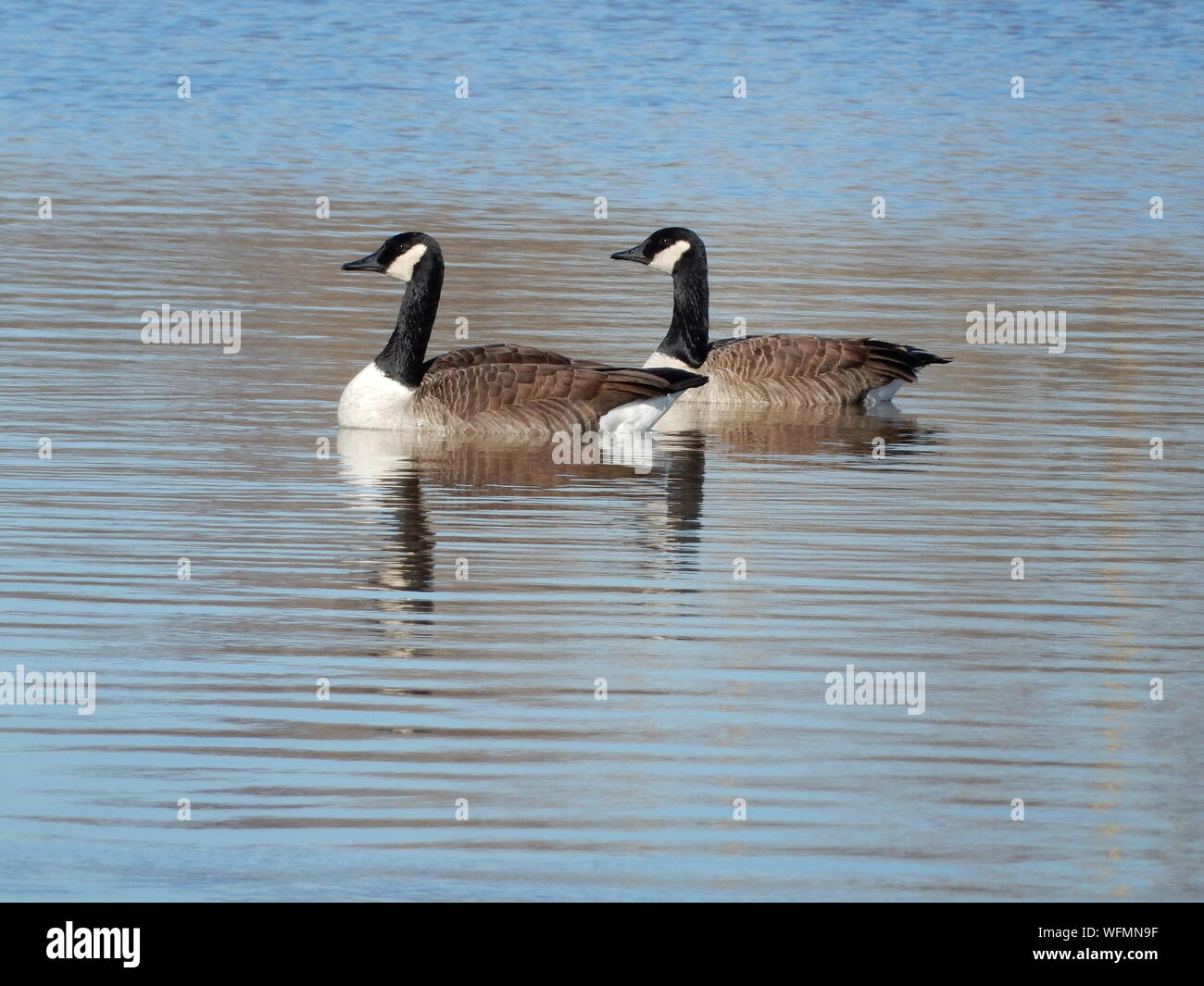 Two ducks rippled water hi-res stock photography and images - Alamy