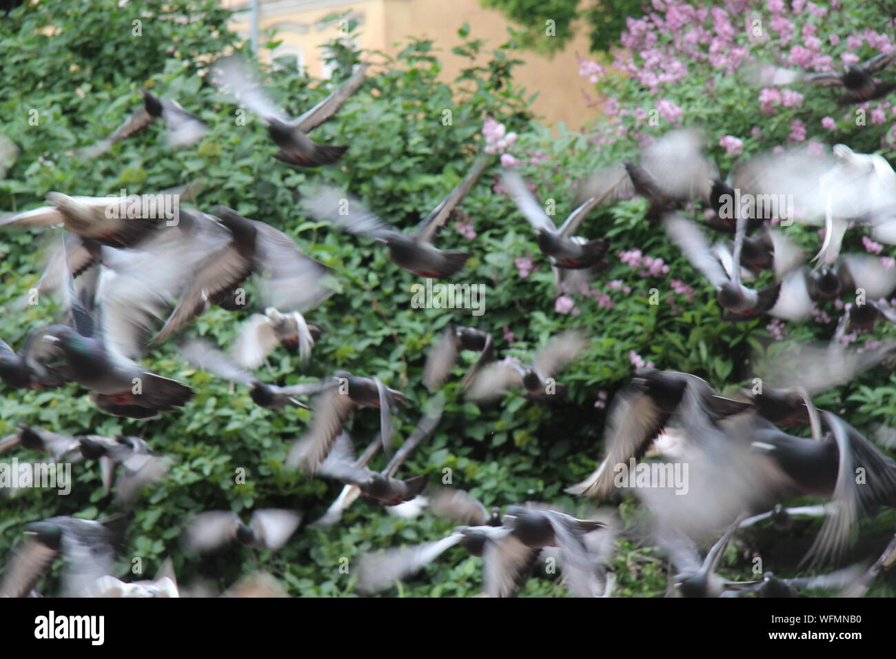 Pigeons flying hi-res stock photography and images - Alamy