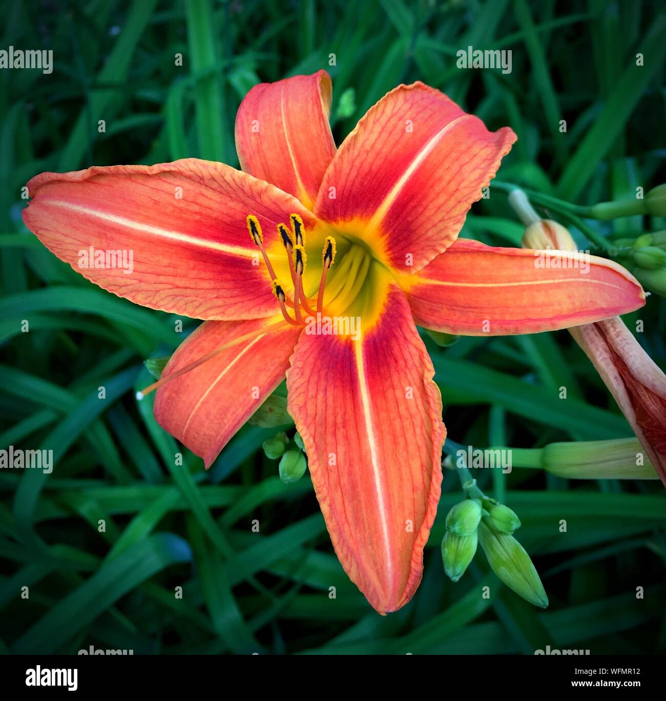 Growing lily hi-res stock photography and images - Alamy
