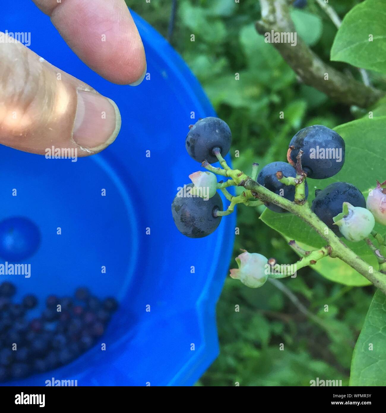 Growing blueberries bucket hi-res stock photography and images - Alamy