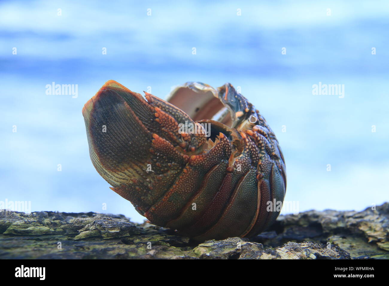 Shell ducks hi-res stock photography and images - Alamy