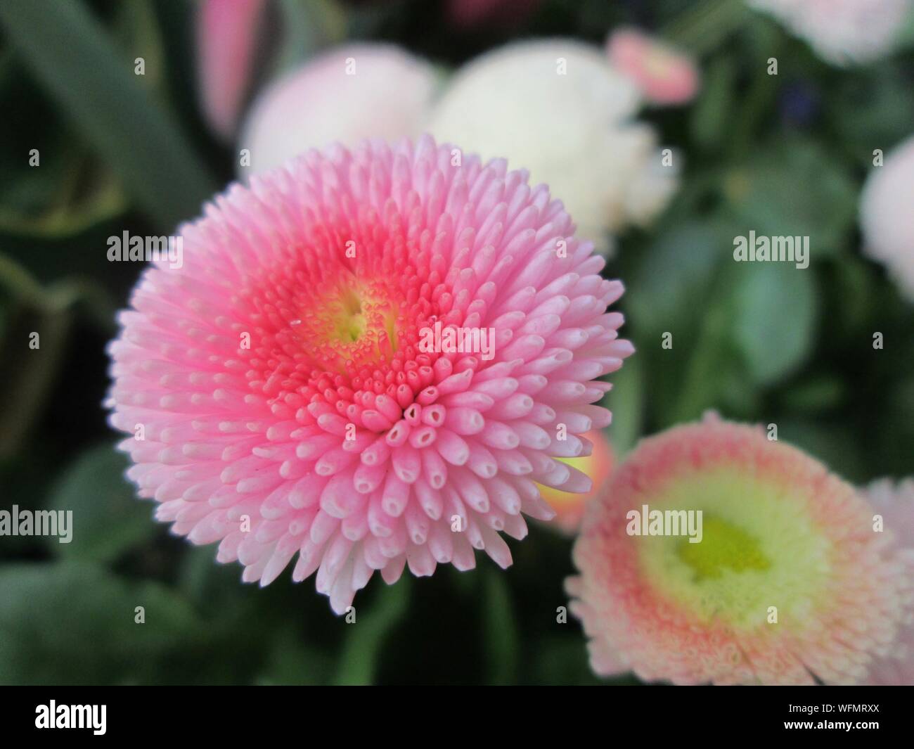 An english daisy hi-res stock photography and images - Alamy