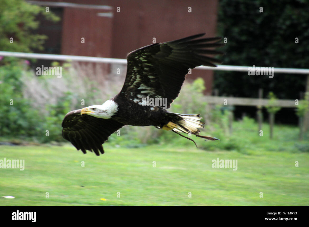 Flying grass hi-res stock photography and images - Alamy