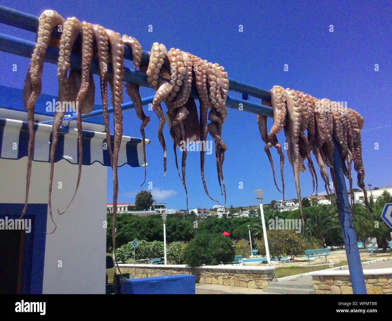 Dead Octopus High Resolution Stock Photography and Images - Alamy