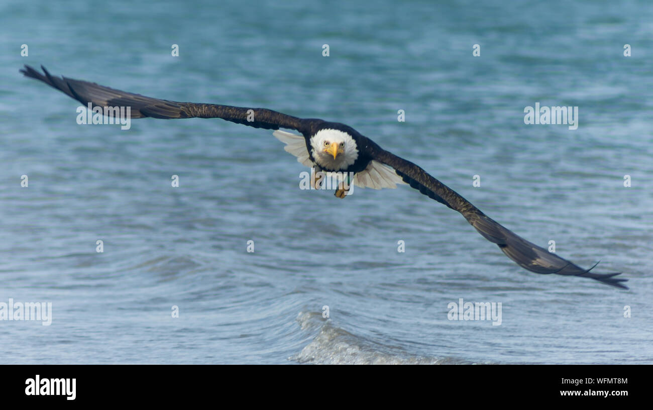 Bald eagle flying over water hi-res stock photography and images - Alamy