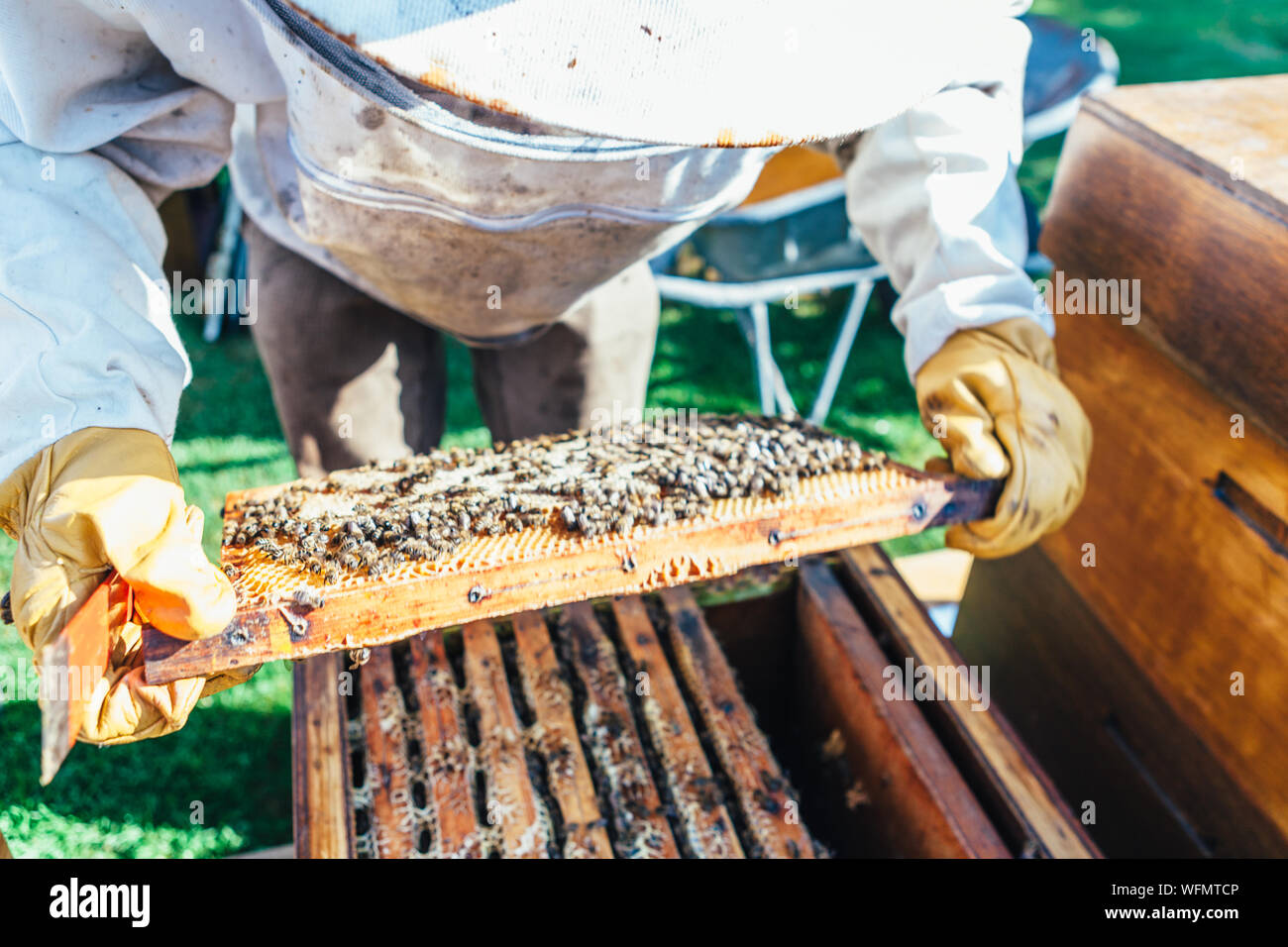 Hand bee holding honeycomb hi-res stock photography and images - Alamy