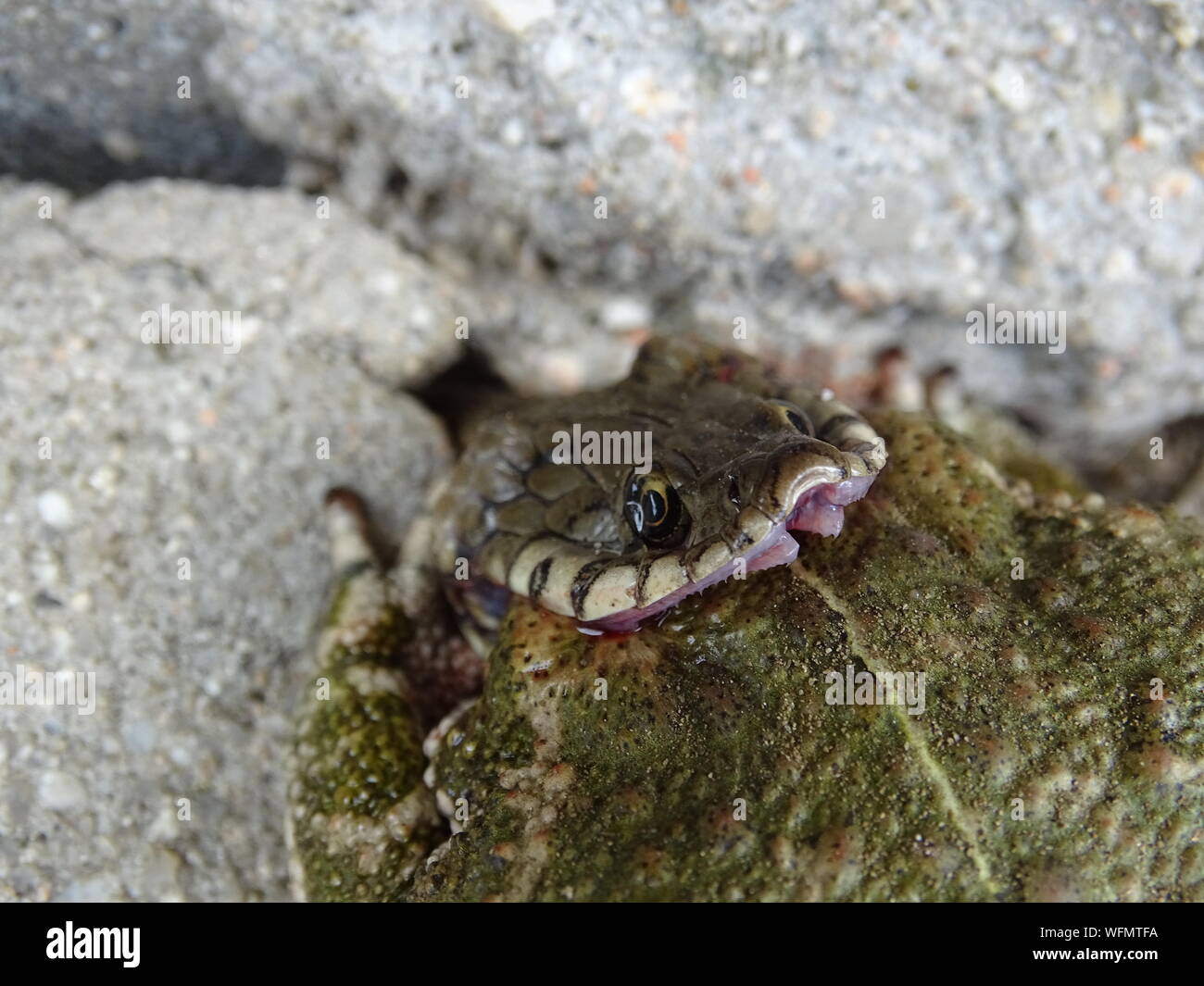 Toad eating hi-res stock photography and images - Alamy