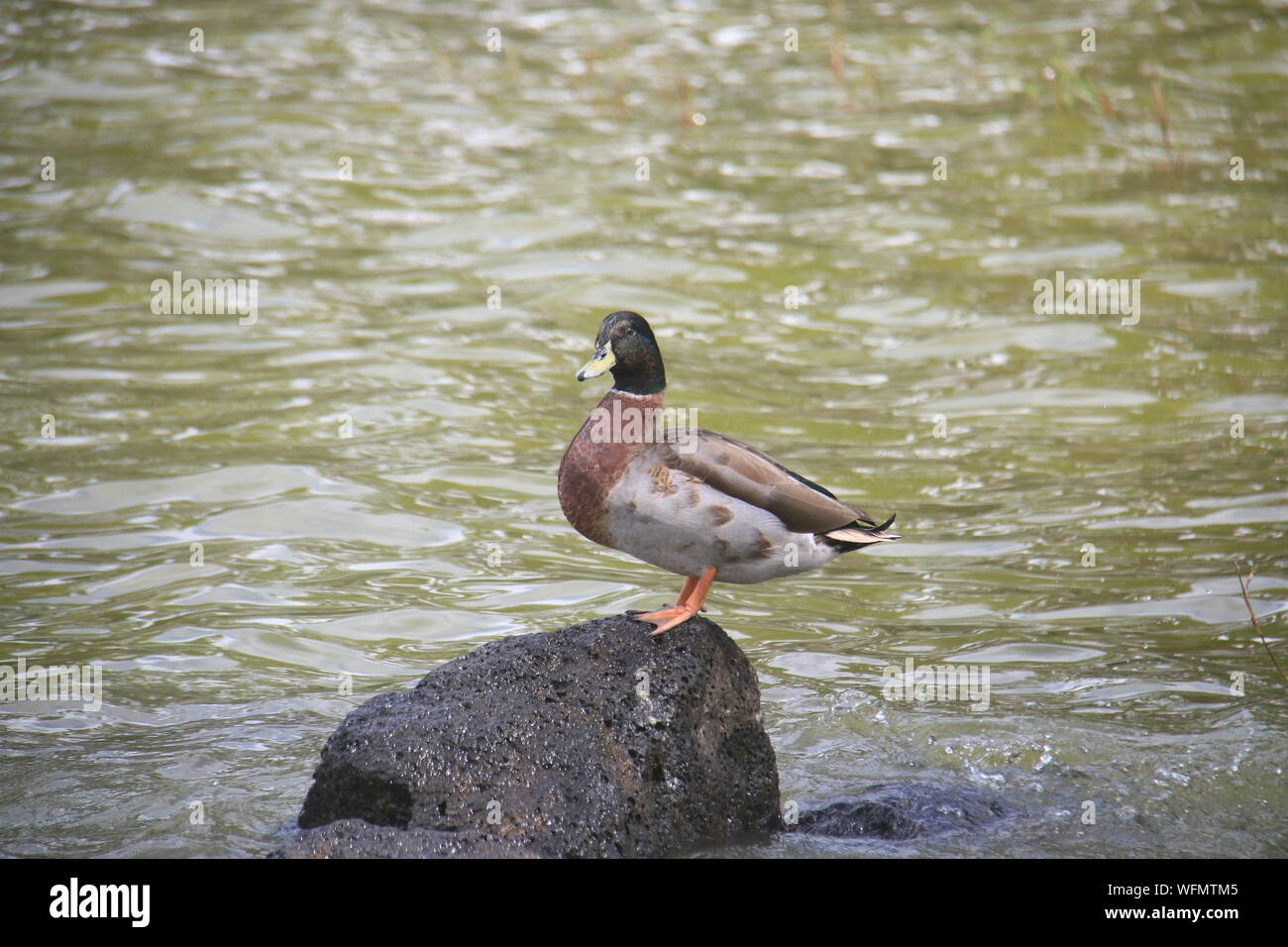 Many small yellow ducks hi-res stock photography and images - Alamy