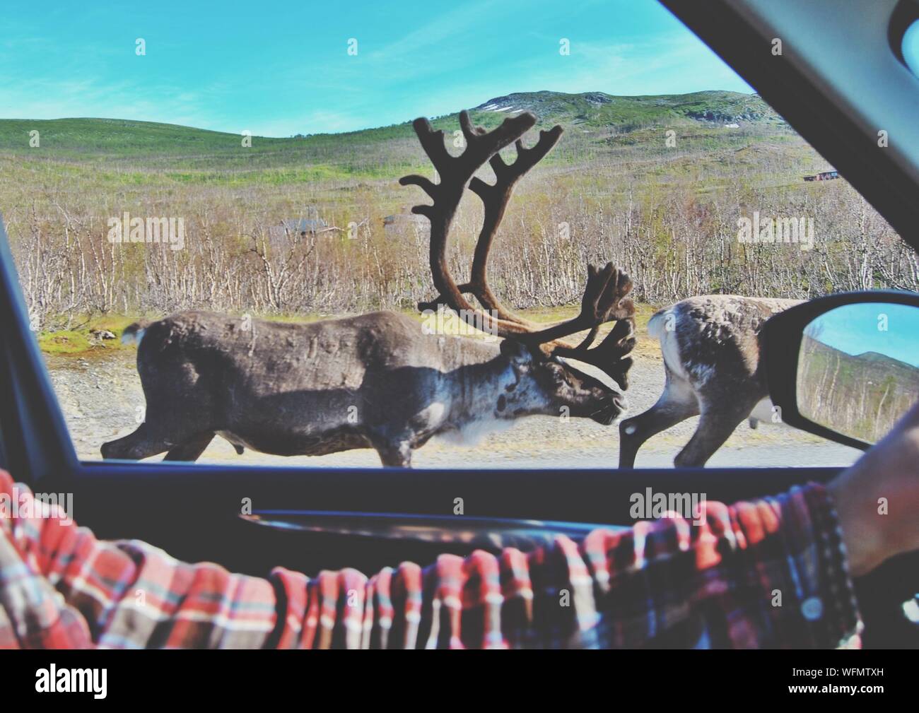 Real reindeer hi-res stock photography and images - Alamy