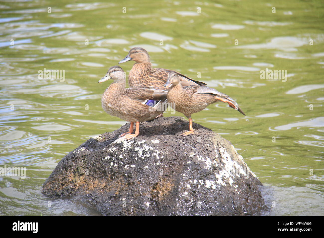 Many small yellow ducks hi-res stock photography and images - Alamy