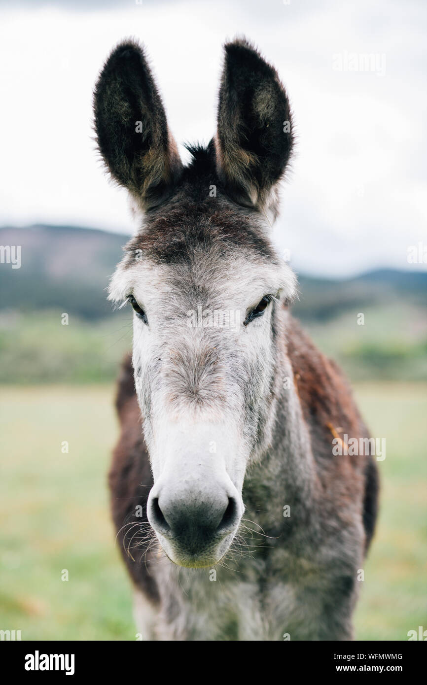 Donkey front face hi-res stock photography and images - Alamy