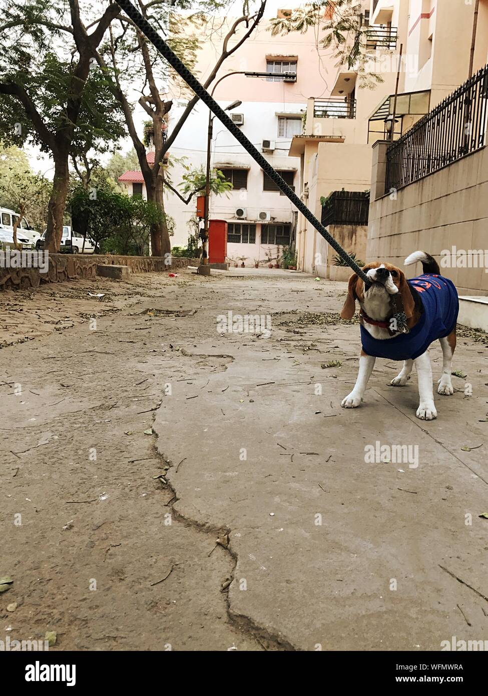 Dog pulling hi-res stock photography and images - Alamy