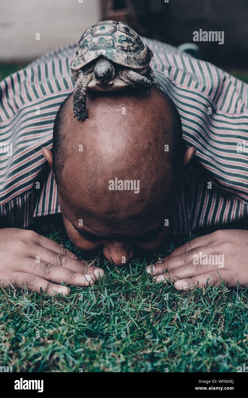 Indian tortoise in field hi-res stock photography and images - Alamy