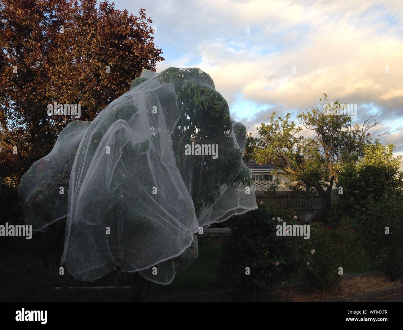 Netted fruit tree hi-res stock photography and images - Alamy