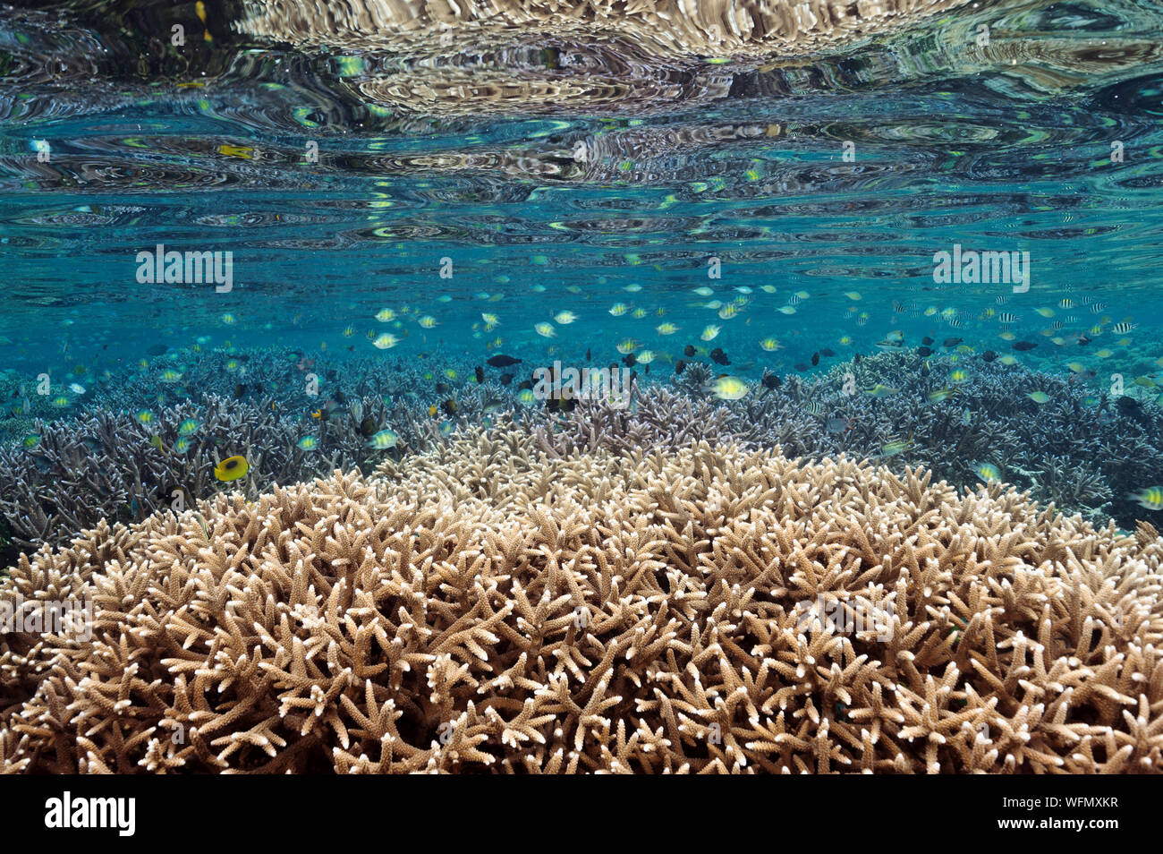 Reef scenic with pristine Acropora hard corals Raja Ampat Indonesia ...