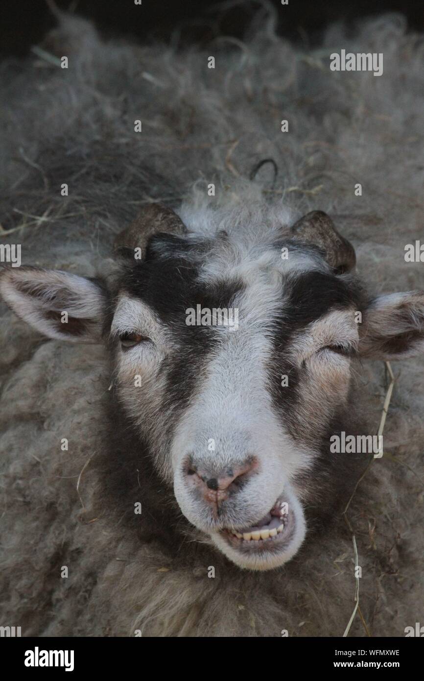 Sheep teeth hi-res stock photography and images - Alamy
