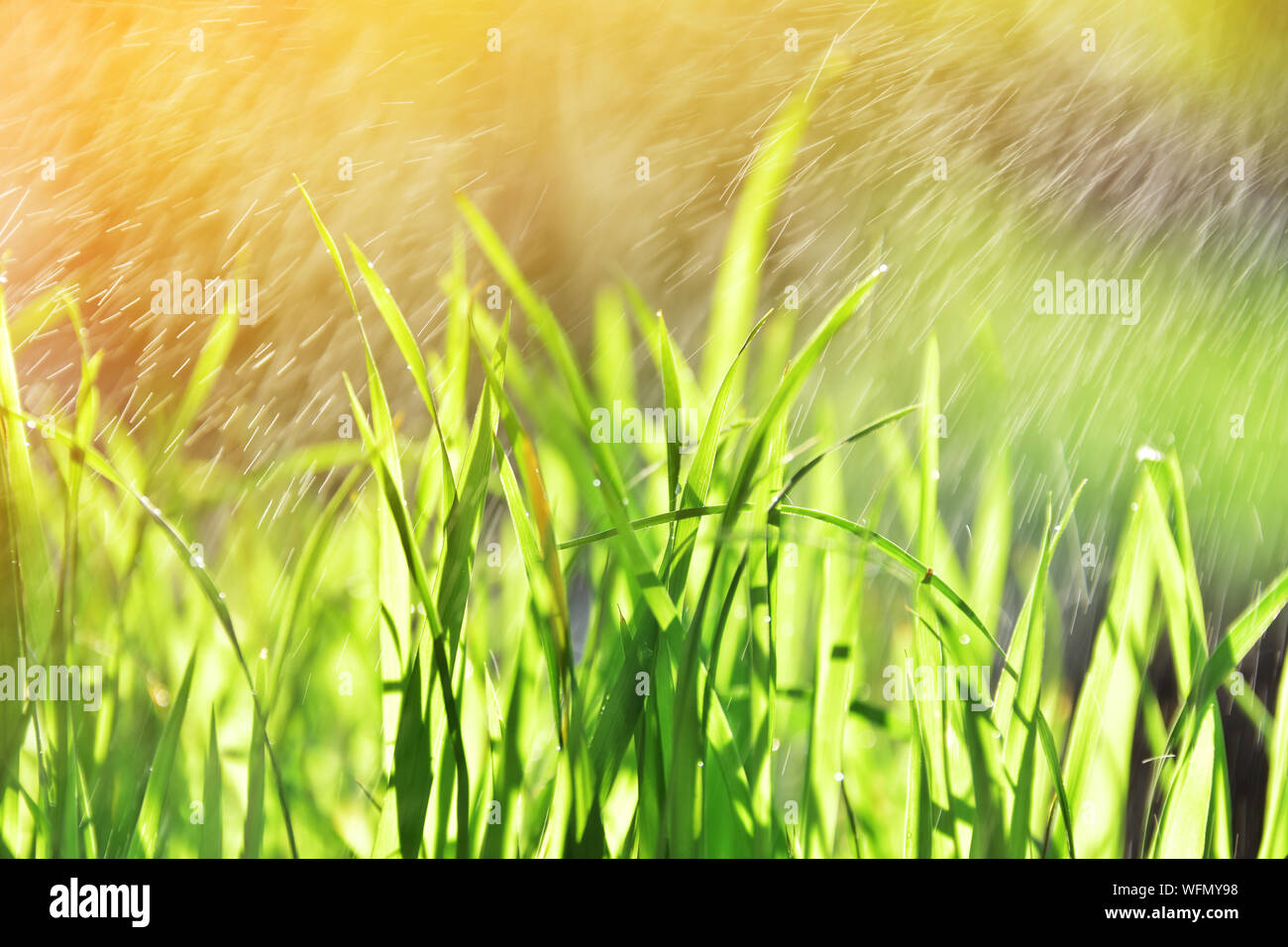 Spraying grass hi-res stock photography and images - Alamy