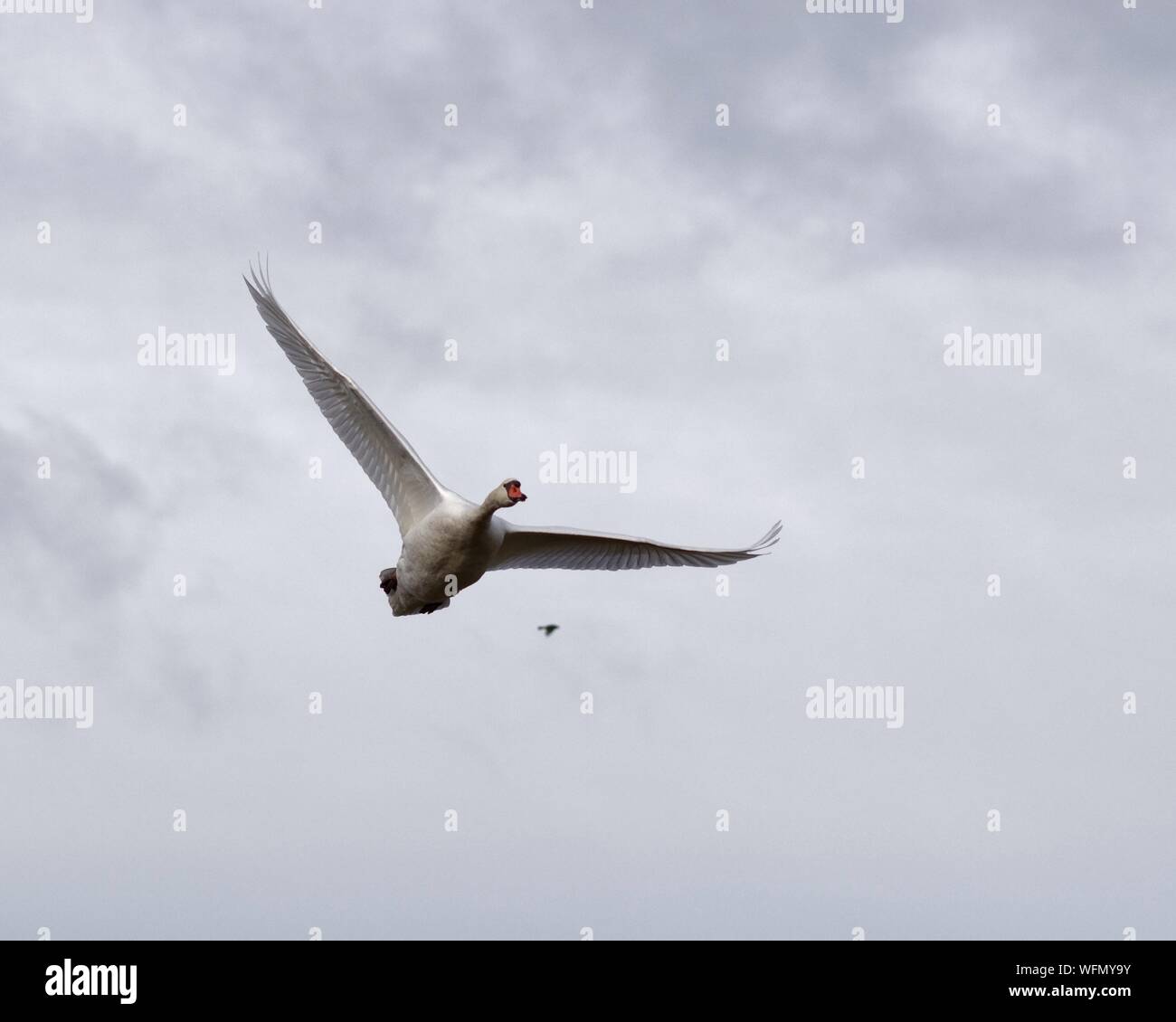 Swan Flying Low High Resolution Stock Photography and Images - Alamy