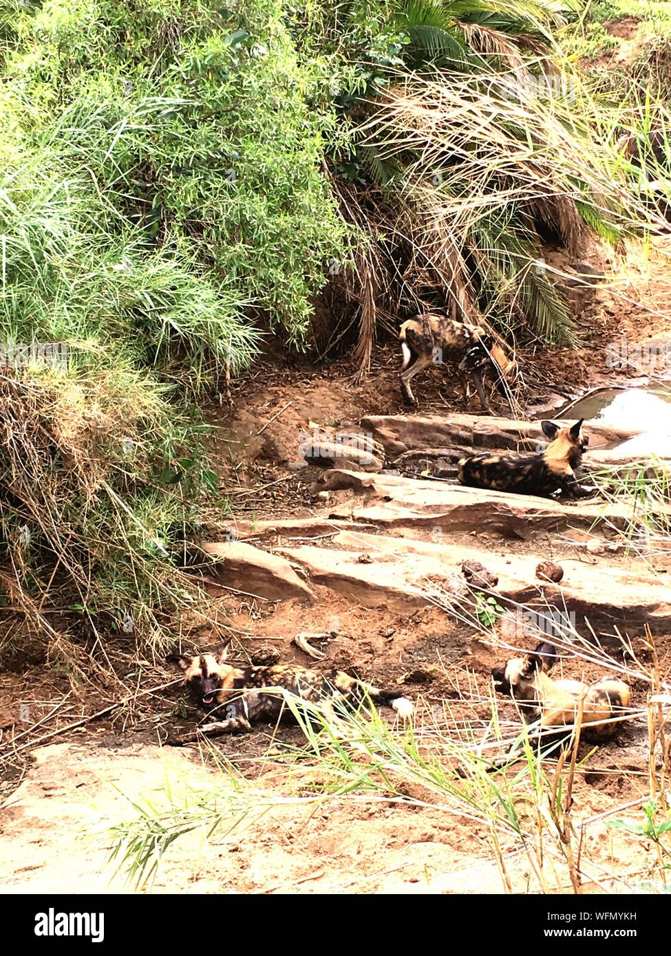 No one is outdoors mammals hi-res stock photography and images - Alamy