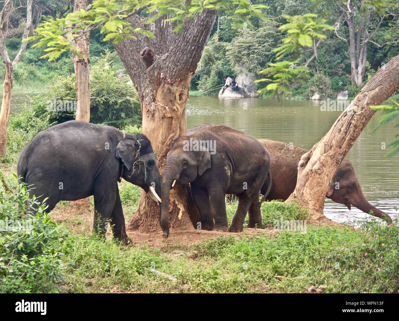 Elephants being together like a family in National Park Stock Photo - Alamy