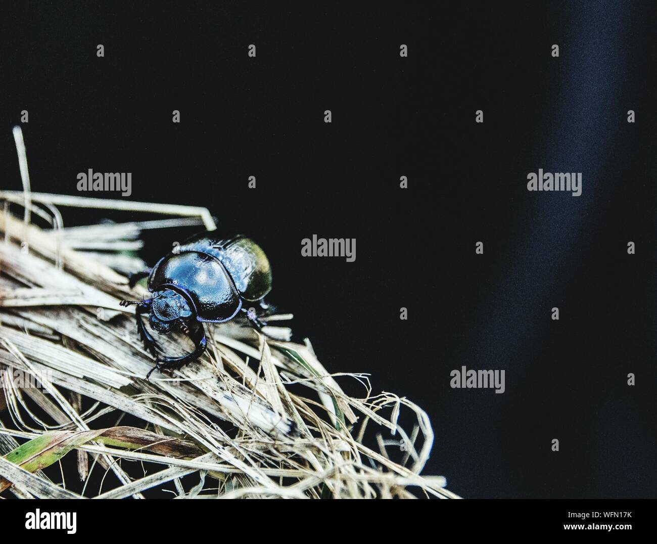 Beetle in black studio hi-res stock photography and images - Alamy