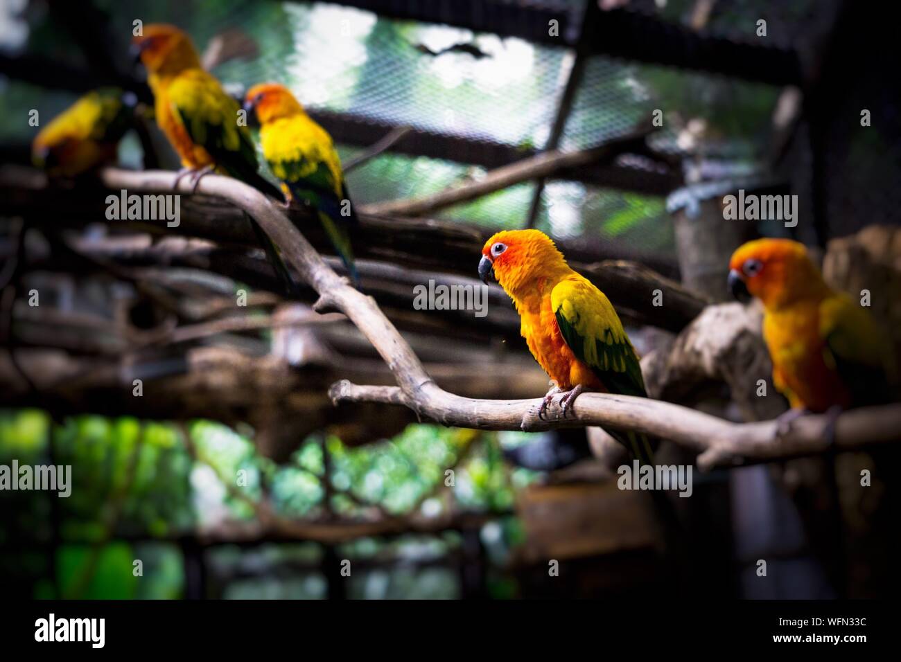 Sun conures hi-res stock photography and images - Alamy
