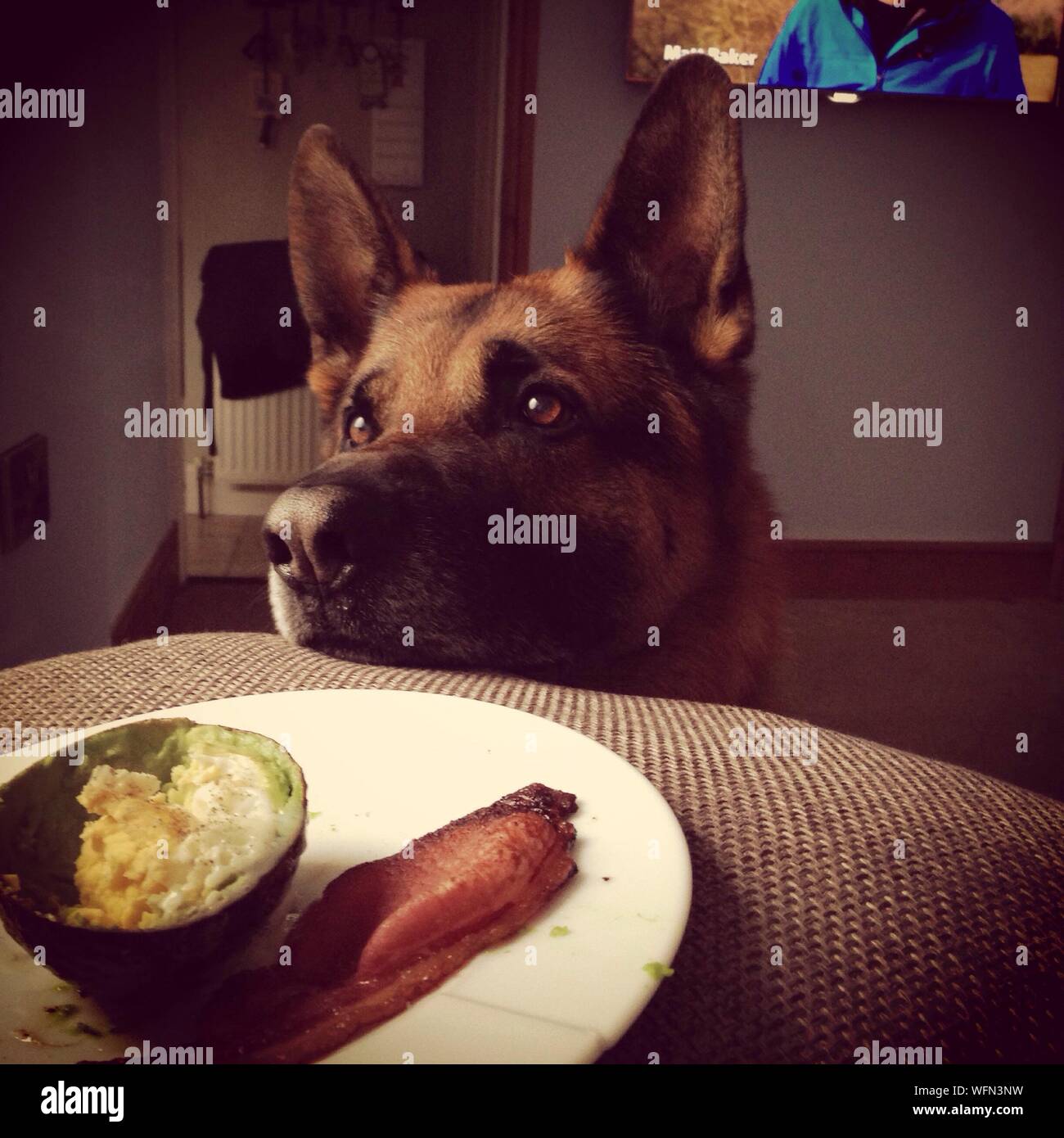 Dog food plate hi-res stock photography and images - Alamy
