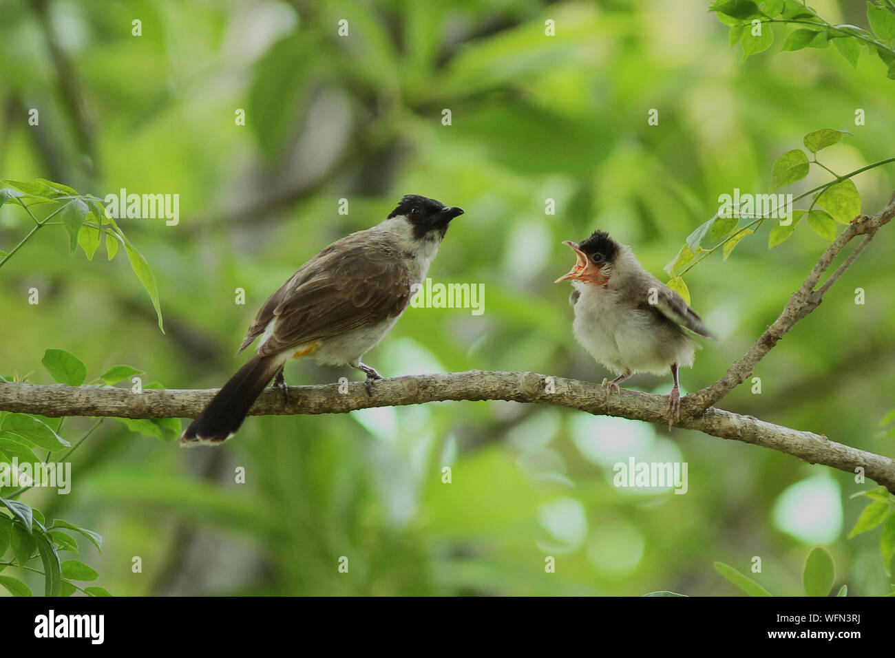 Two Birds On Tree High Resolution Stock Photography and Images - Alamy