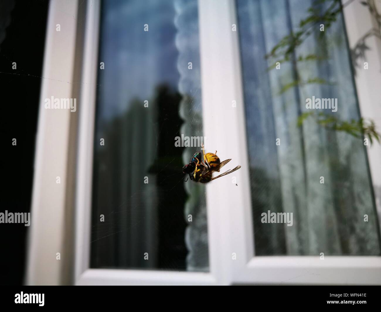 Tangled spider web hi-res stock photography and images - Alamy