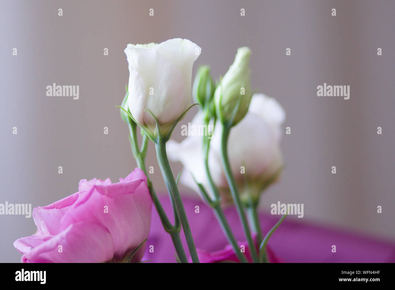 Beautiful red peonies flowers hi-res stock photography and images - Alamy