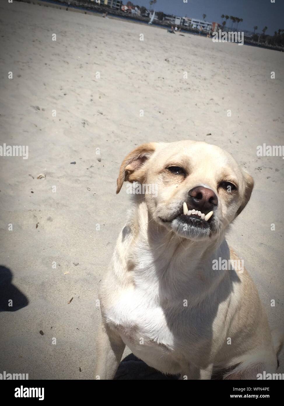 Angry looking dog hi-res stock photography and images - Alamy