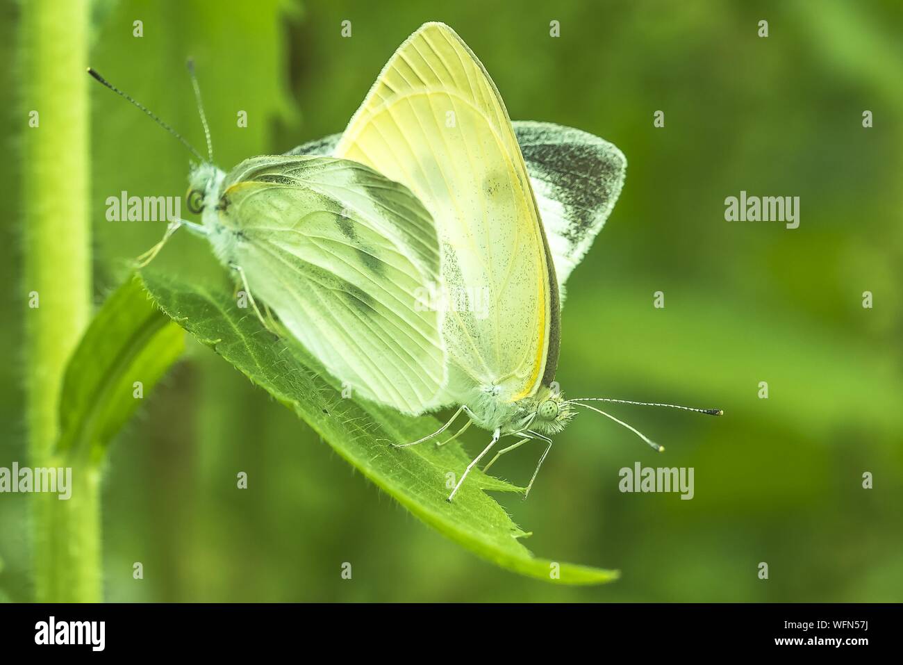 Male And Female Butterflies Mating High Resolution Stock Photography ...