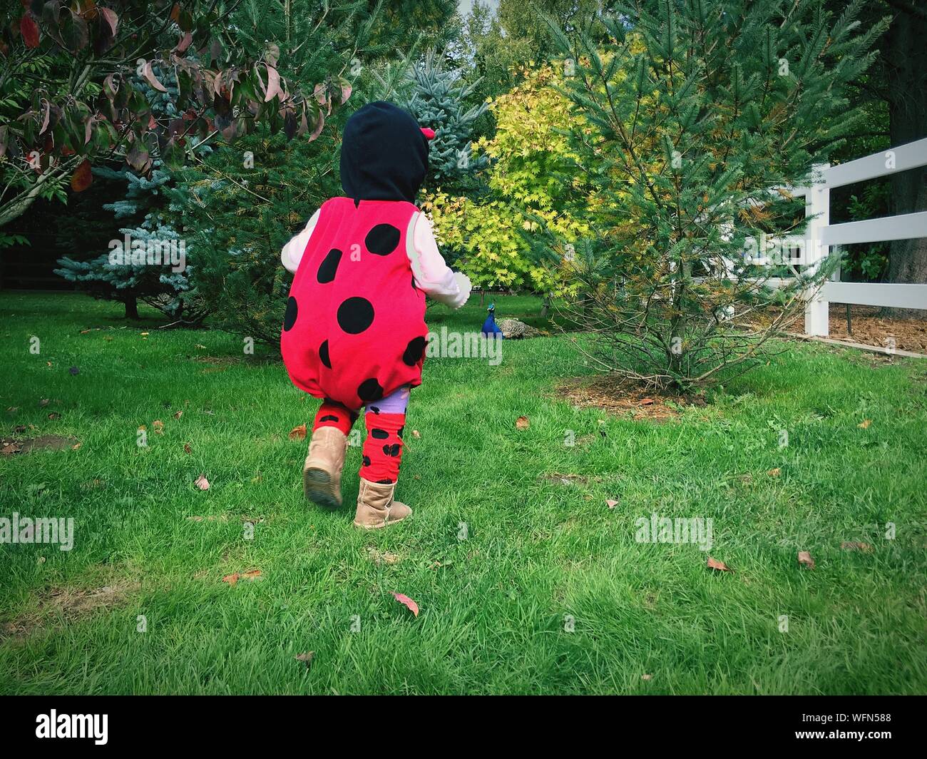 Ladybug costume hi-res stock photography and images - Alamy