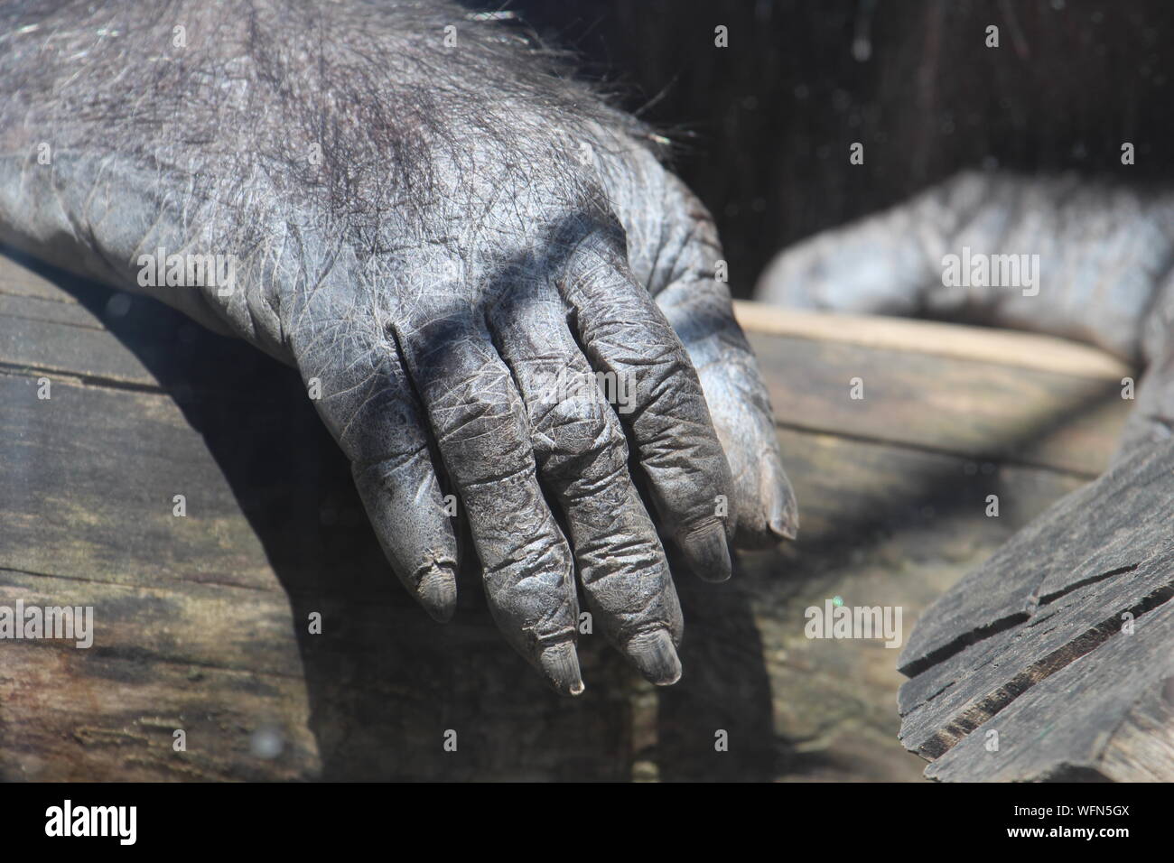 Gorilla Hand High Resolution Stock Photography and Images - Alamy