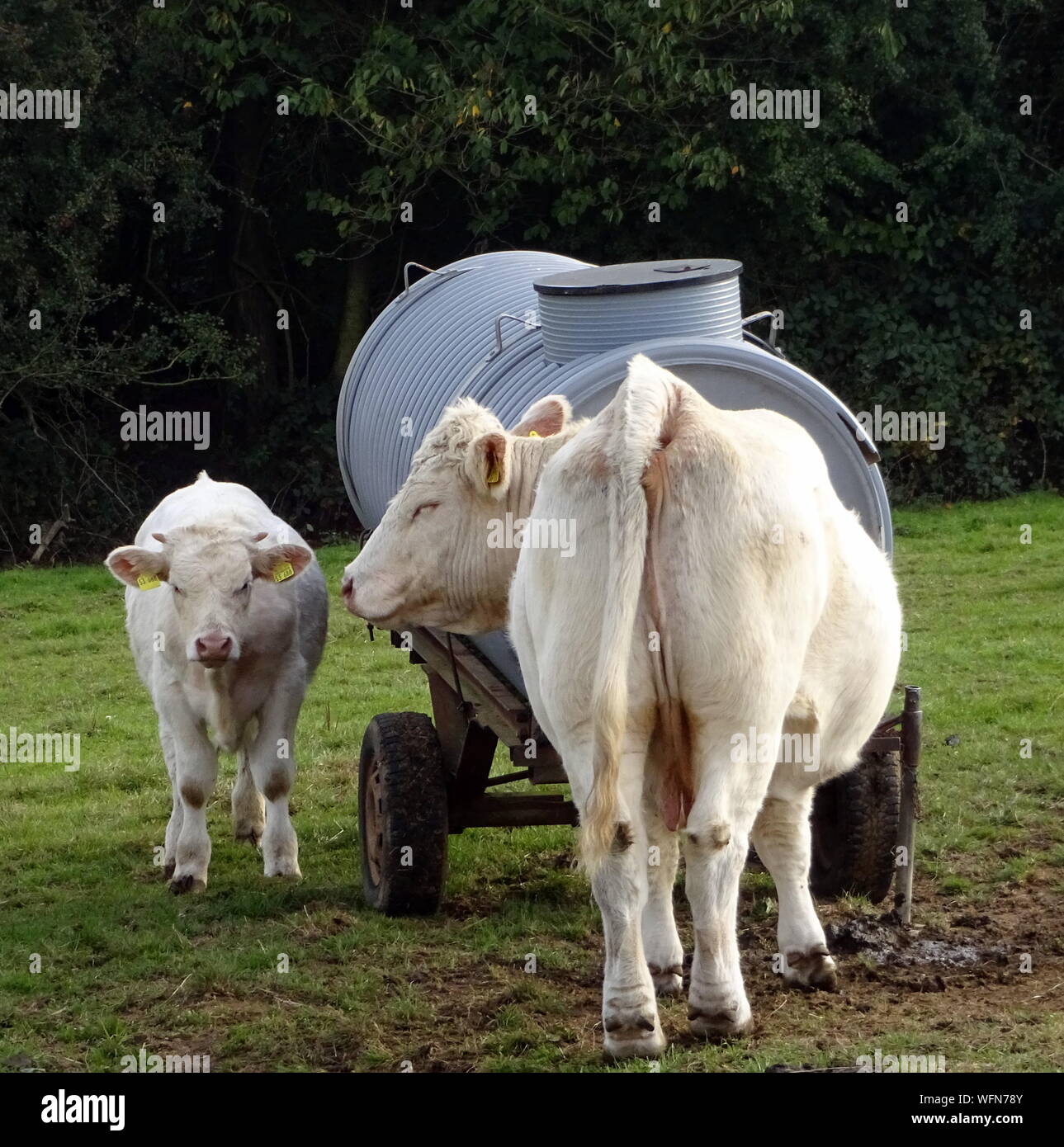 Cow Cart High Resolution Stock Photography and Images - Alamy