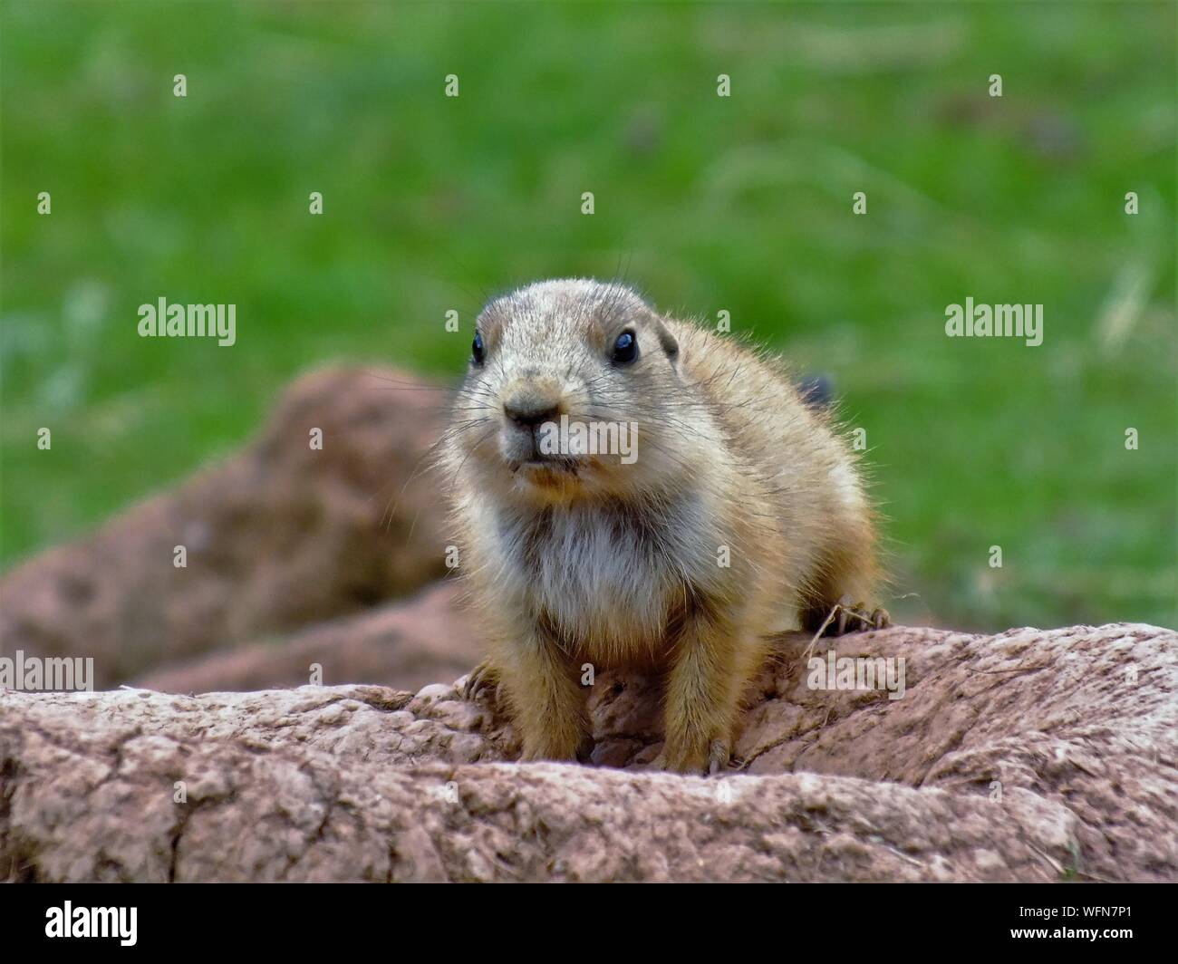 Prairie portrait hi-res stock photography and images - Alamy