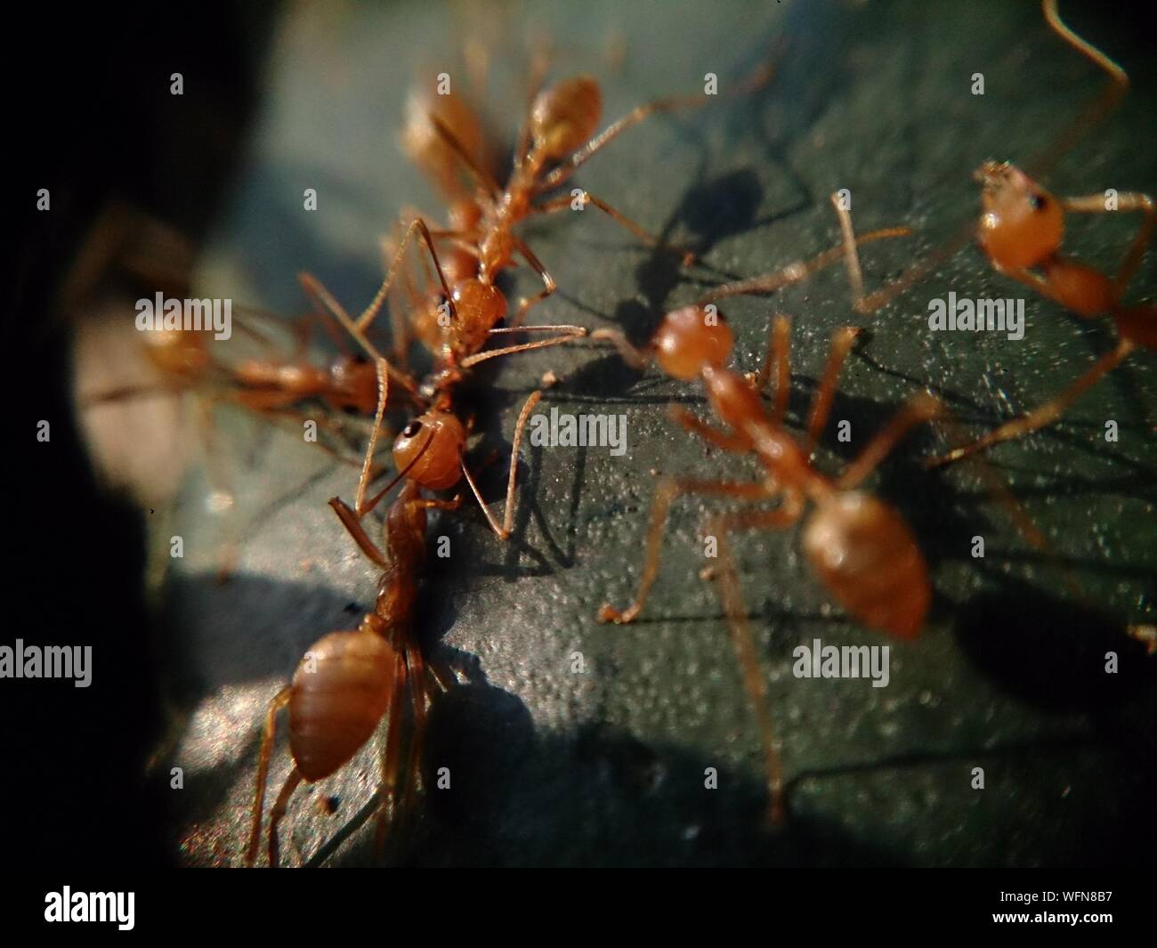 Ants On Rock High Resolution Stock Photography and Images - Alamy