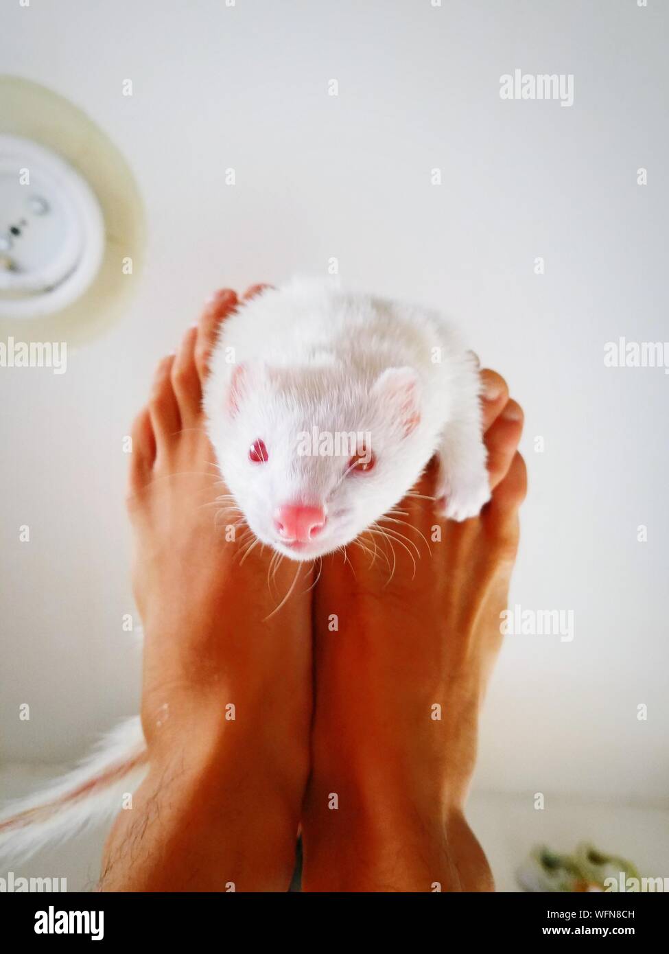 Mouse Legs High Resolution Stock Photography and Images - Alamy