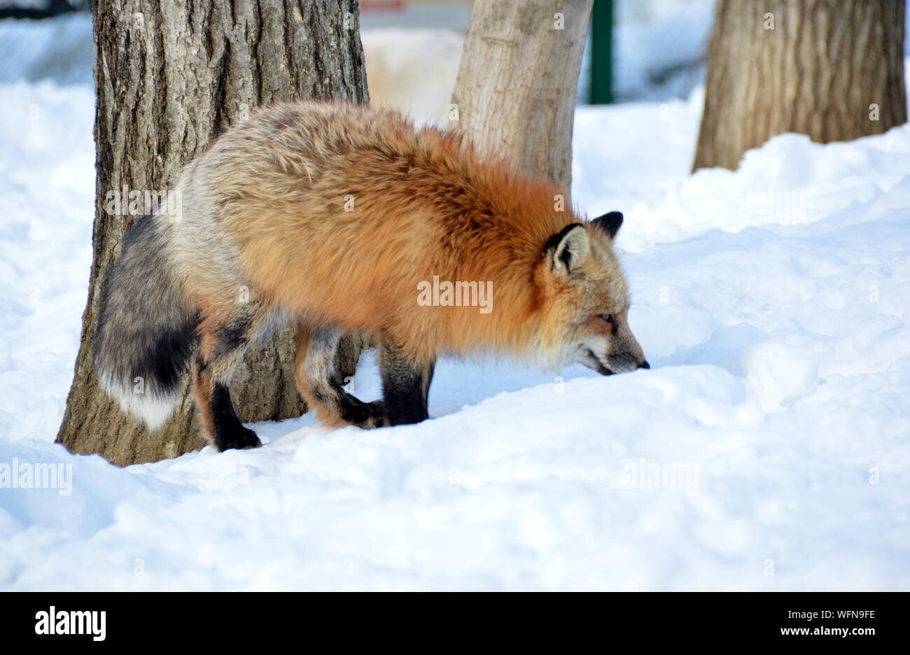 Fox tree winter hi-res stock photography and images - Alamy