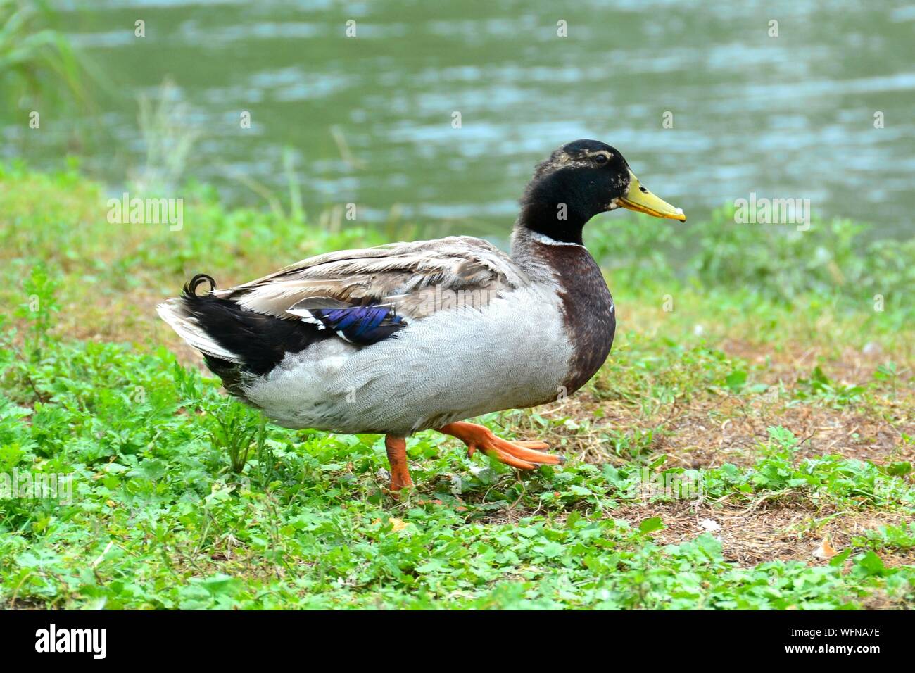 Walking Duck High Resolution Stock Photography and Images - Alamy